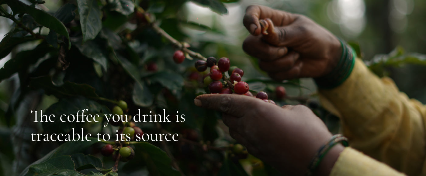 "Buy Freshly Roasted Coffee: Explore Bluetokai Premium Collection ...