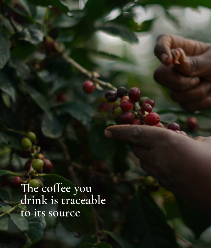 "Buy Freshly Roasted Coffee: Explore Bluetokai Premium Collection ...